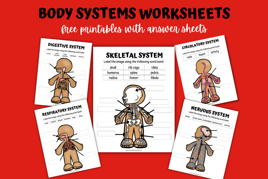 Free Printable Human Body Systems Worksheets For Kids