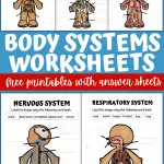 Free Printable Human Body Systems Worksheets For Kids
