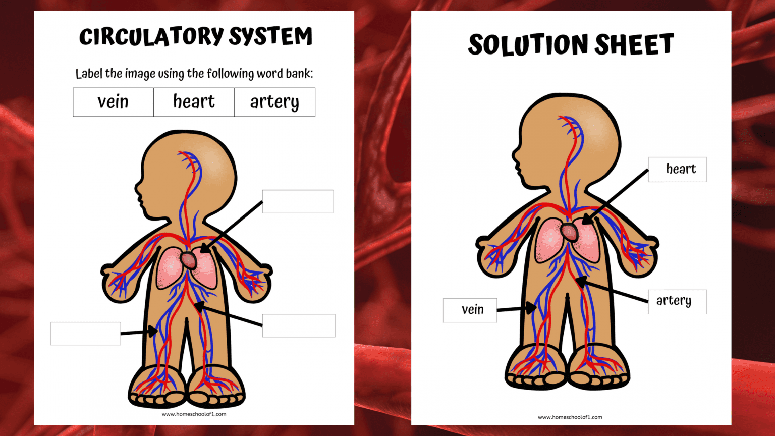 8 Human Body Systems Worksheets For Kids (free)