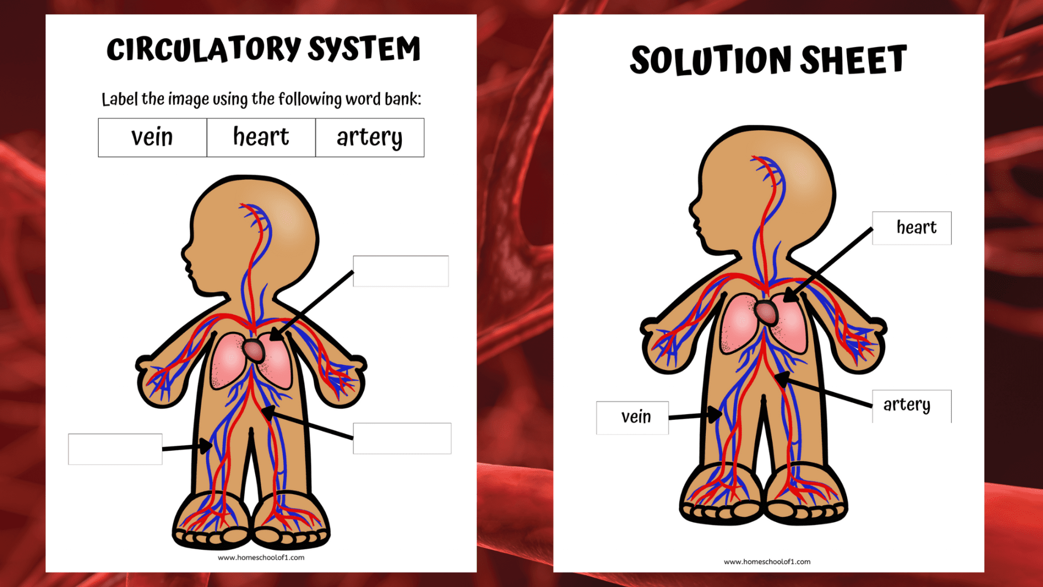 8 Human Body Systems Worksheets For Kids (free)