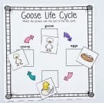 Life Cycle of a Goose Worksheet (Free Printable)