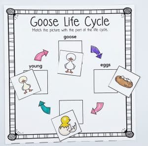 Life Cycle of a Goose Worksheet (Free Printable)