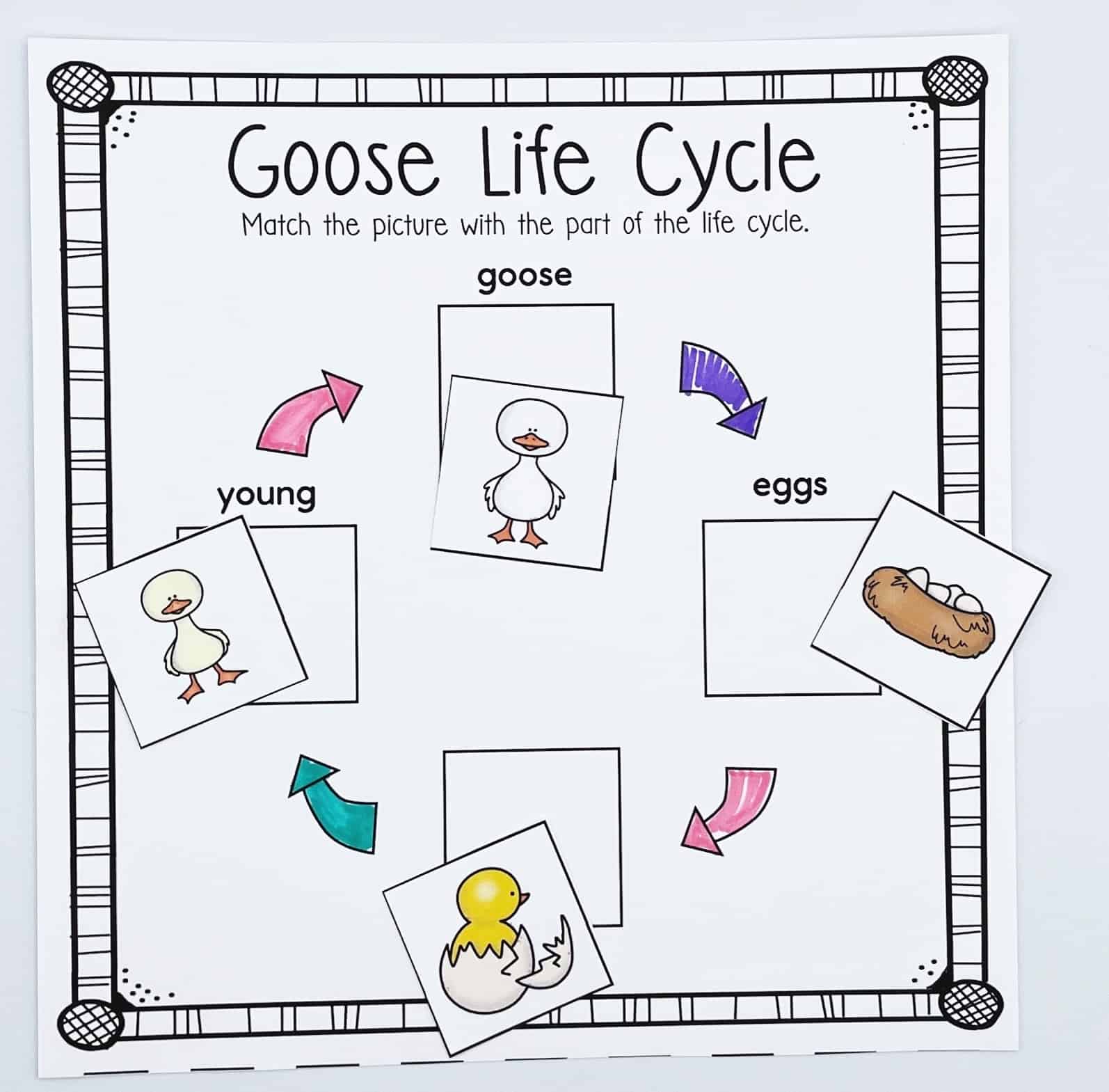Life Cycle of a Goose Worksheet (Free Printable)
