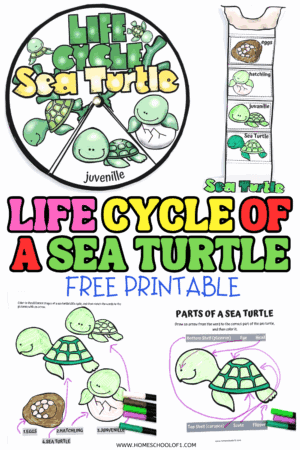 Free Life Cycle of a Turtle Worksheet for Kids
