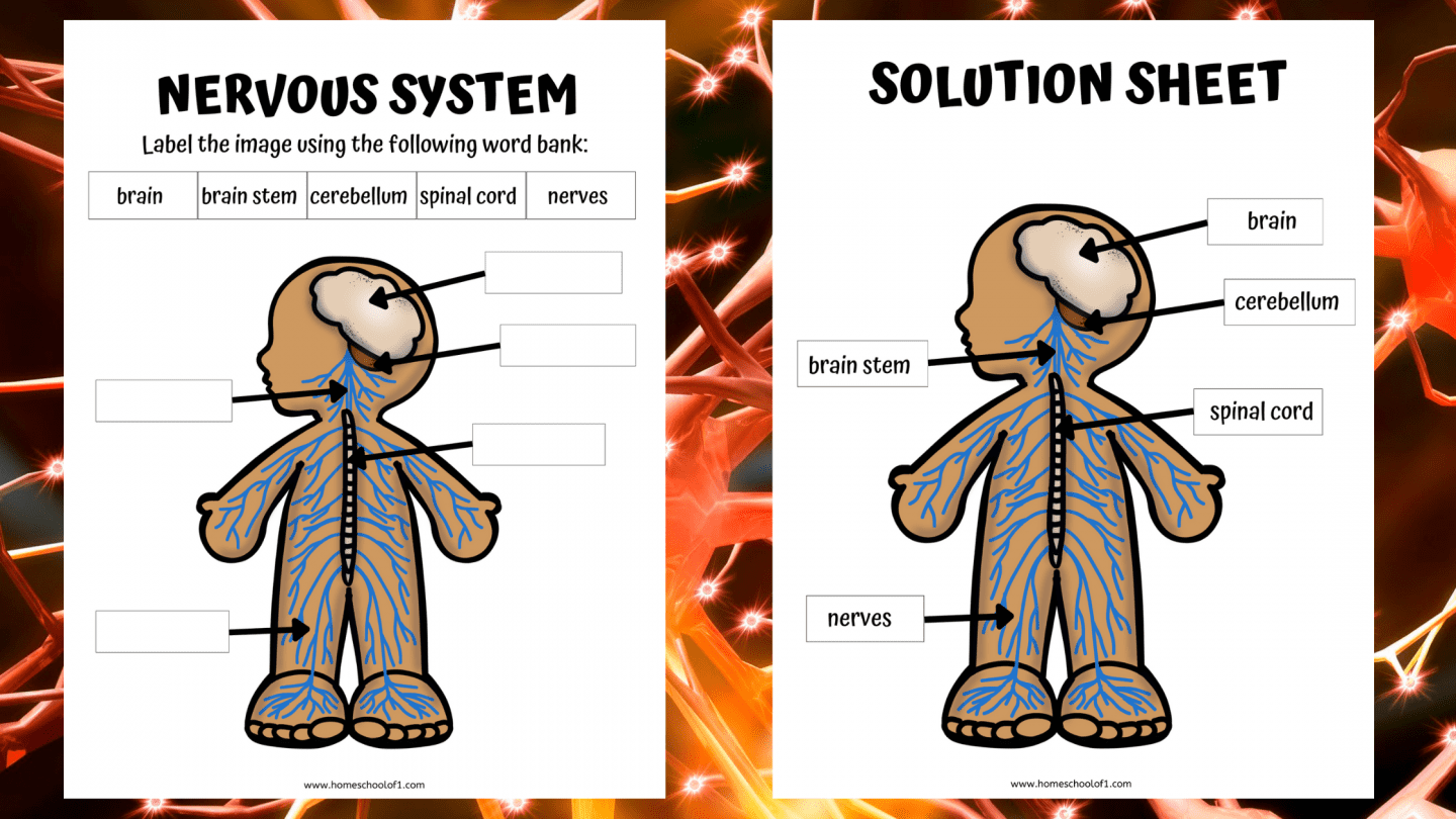 8 Human Body Systems Worksheets For Kids (free)