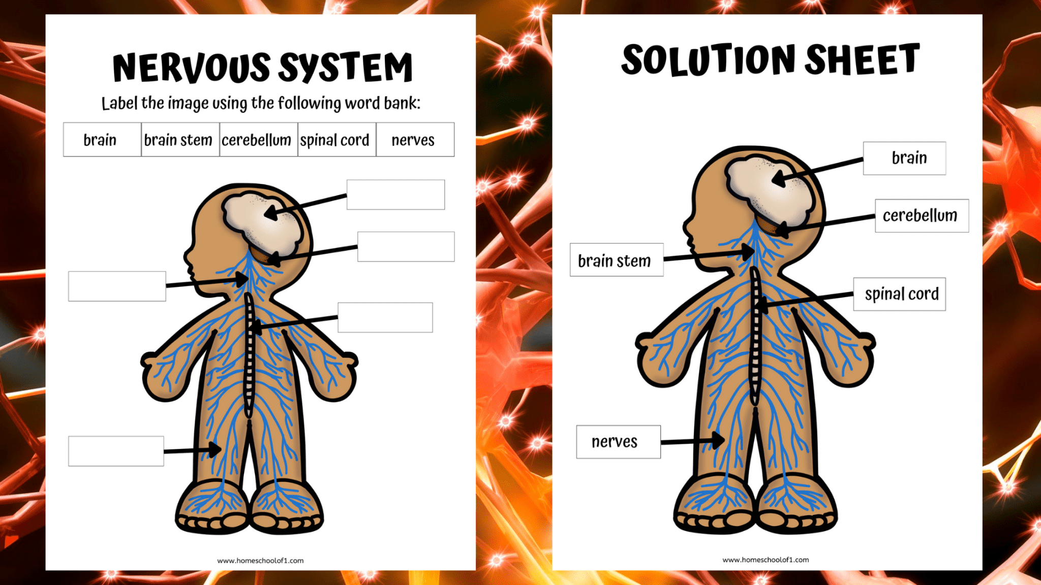 8 Human Body Systems Worksheets For Kids (free)