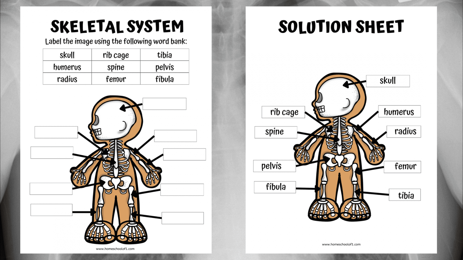 8 Human Body Systems Worksheets For Kids (free)