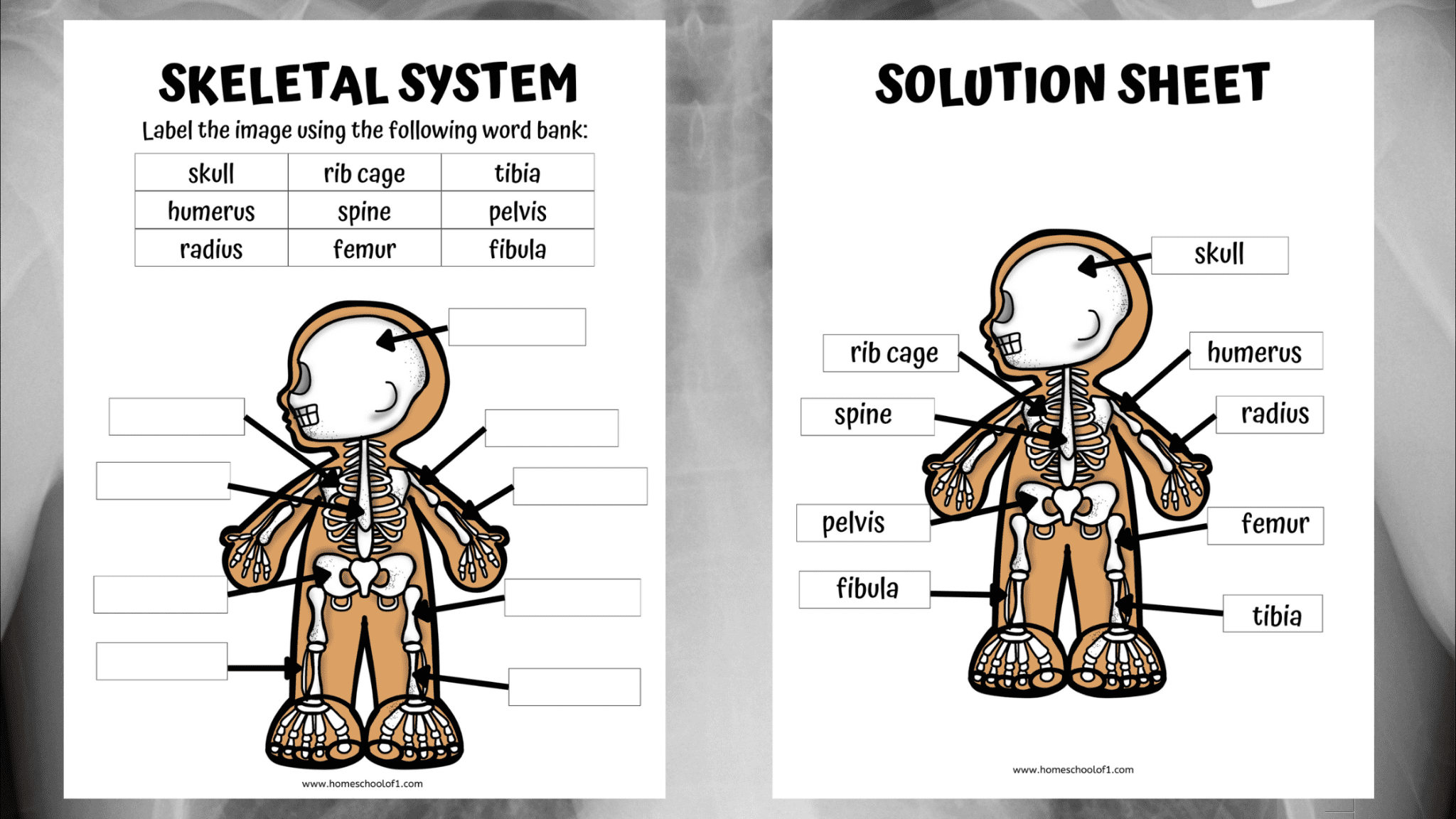 8 Human Body Systems Worksheets For Kids (free)
