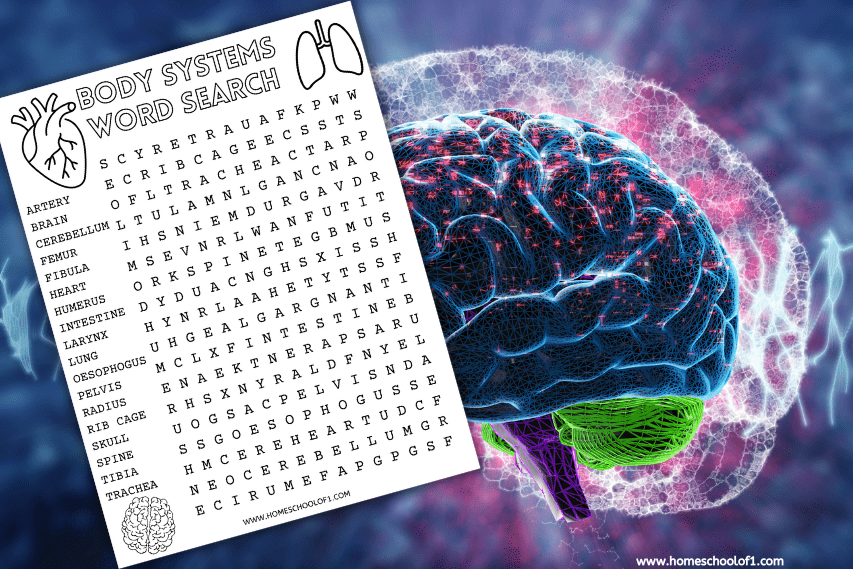 Human Body Systems Word Search Printable for Kids