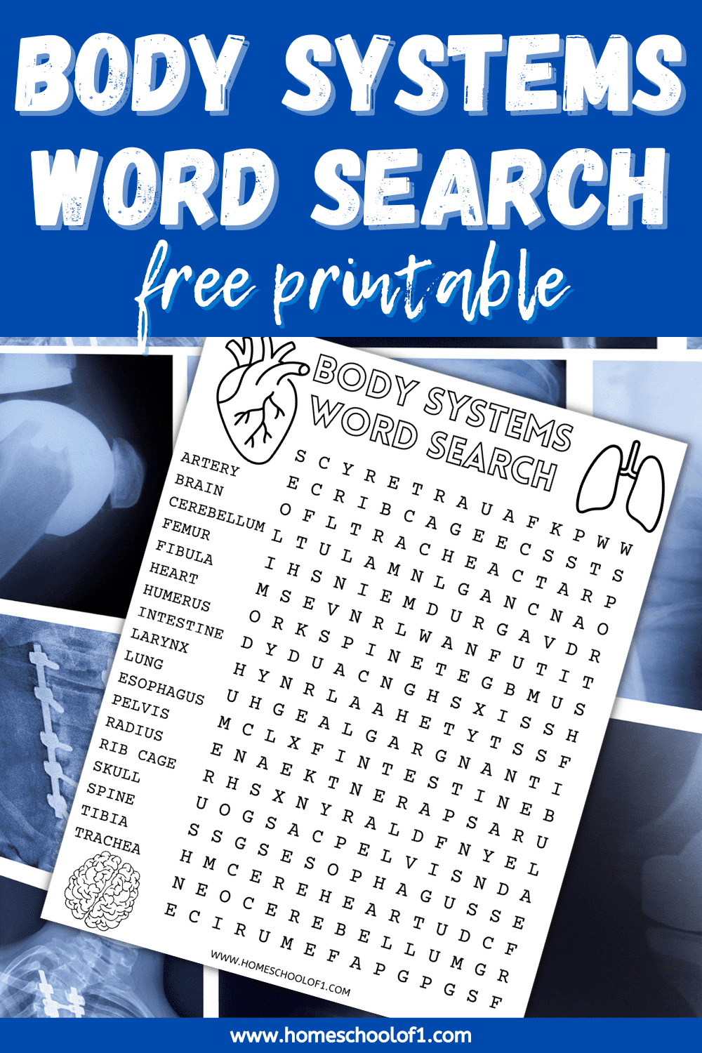 Human Body Systems Word Search Printable for Kids