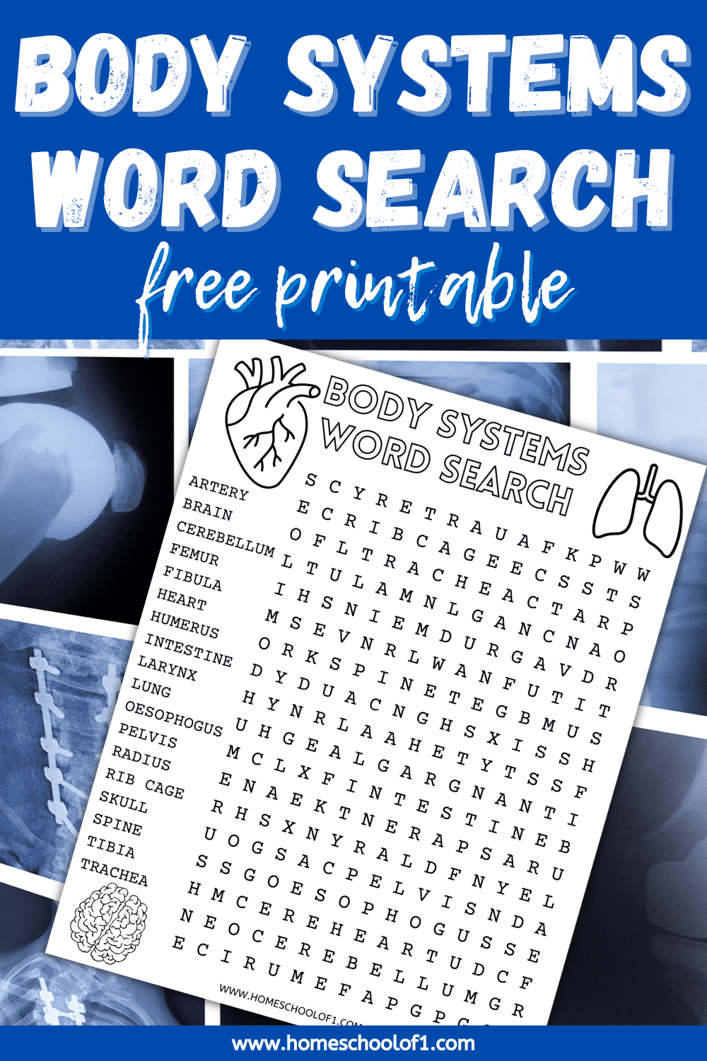 Free Human Body Systems Word Search For Kids