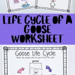 Life Cycle of a Goose Worksheet (Free Printable)