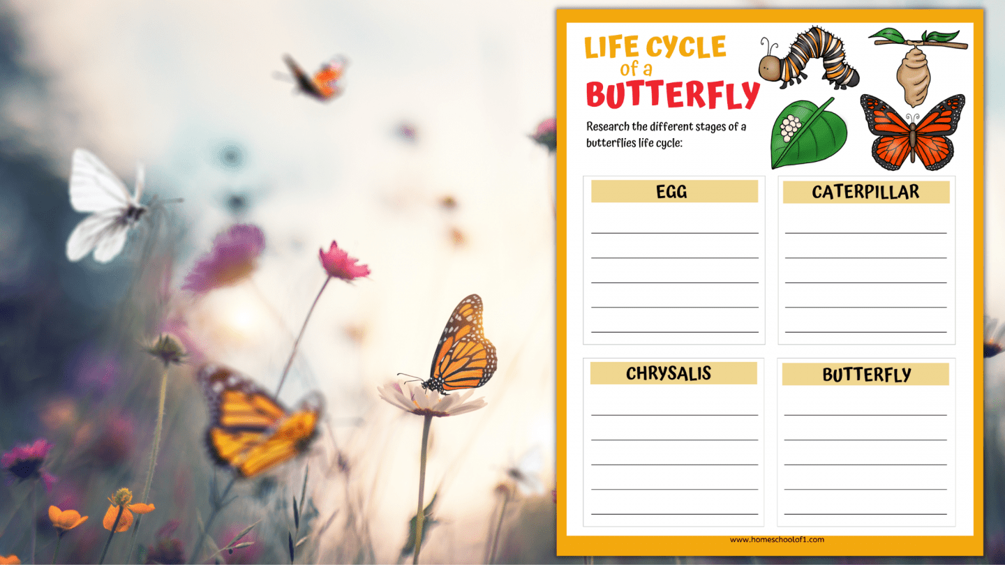 Life Cycle of a Butterfly Worksheets (7 free printables)