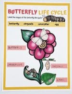 Free Life Cycle of a Butterfly Worksheet