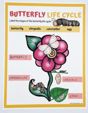 Free Life Cycle of a Butterfly Worksheet