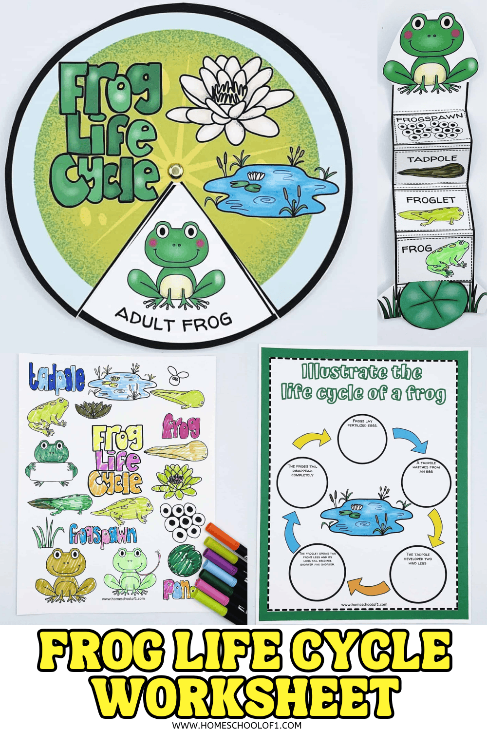 Free Life Cycle of a Frog Worksheet