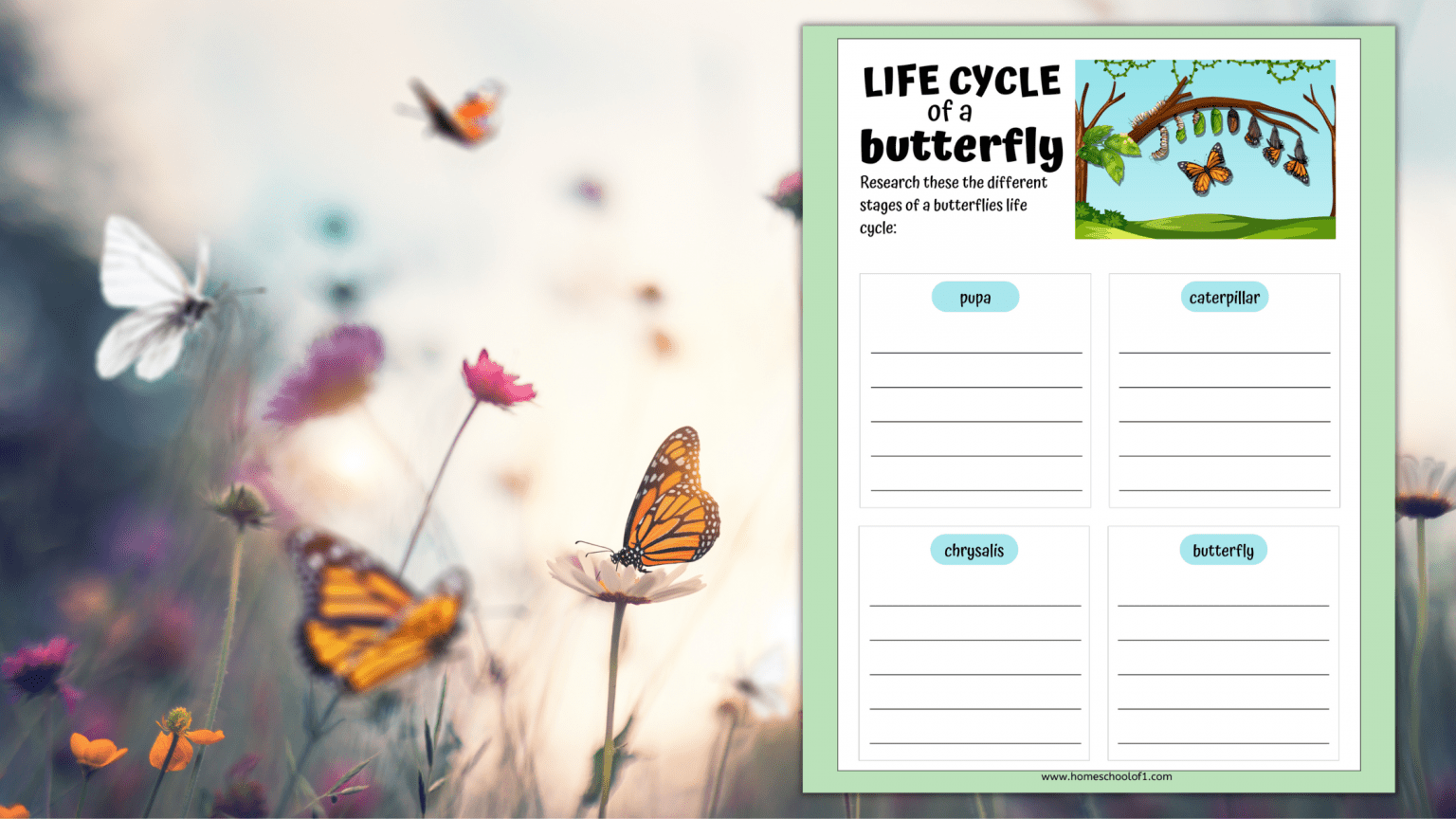 Life Cycle of a Butterfly (10 free printables) - Homeschool of One
