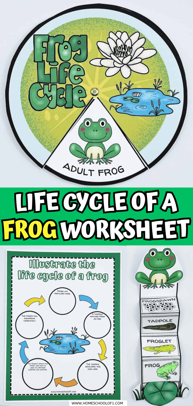 Free Life Cycle of a Frog Worksheet