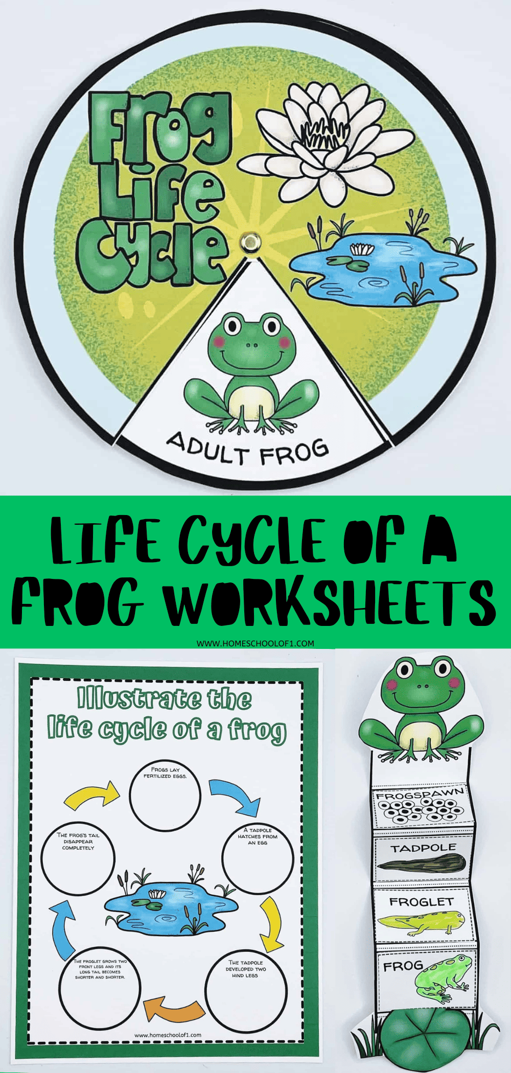 Free Life Cycle of a Frog Worksheet
