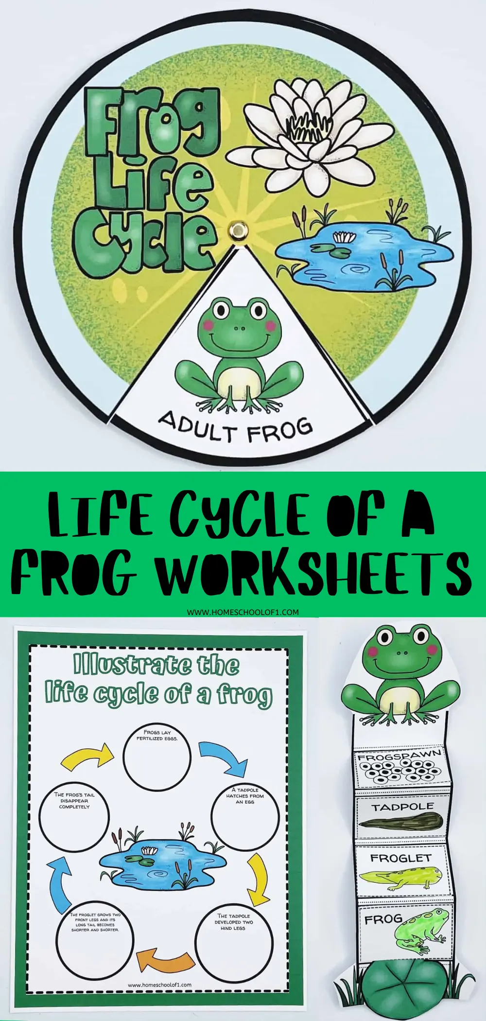 Frog Life Cycle Worksheet 2nd Grade