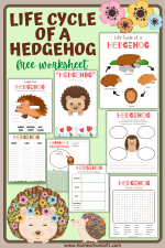 Free Life Cycle of a Hedgehog Worksheet for Kids