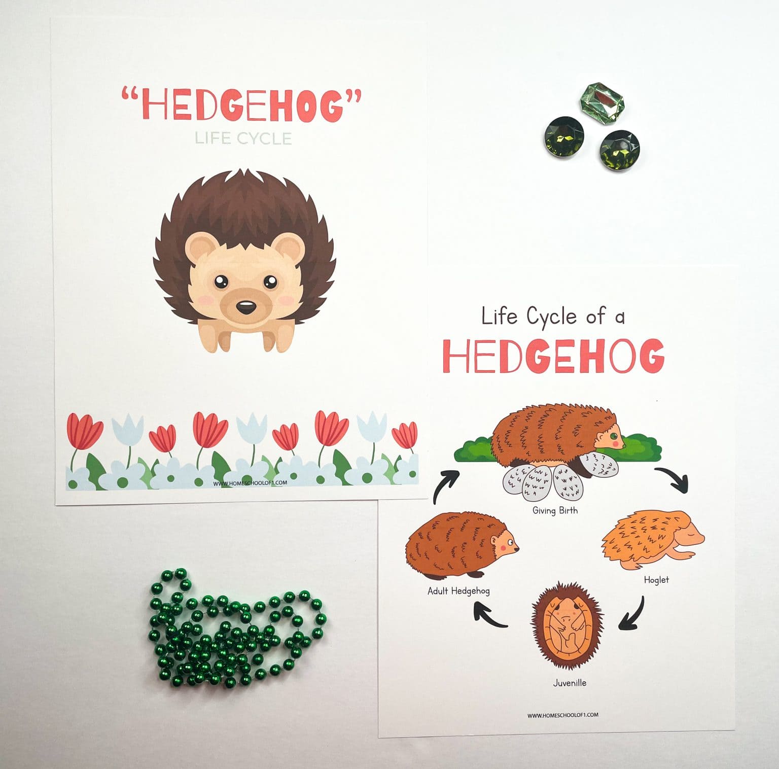 Free Life Cycle of a Hedgehog Worksheet for Kids