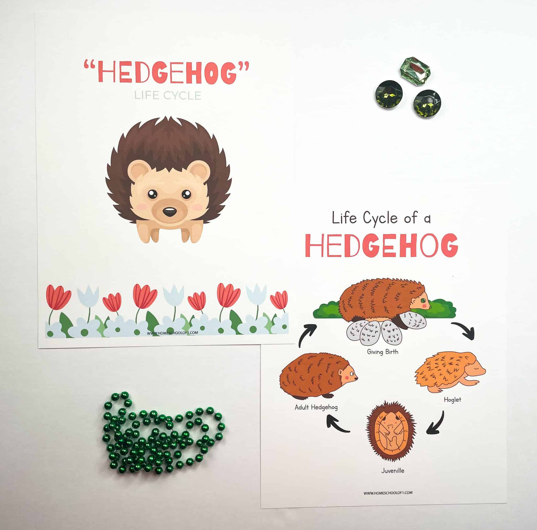 Free Life Cycle of a Hedgehog Worksheet for Kids