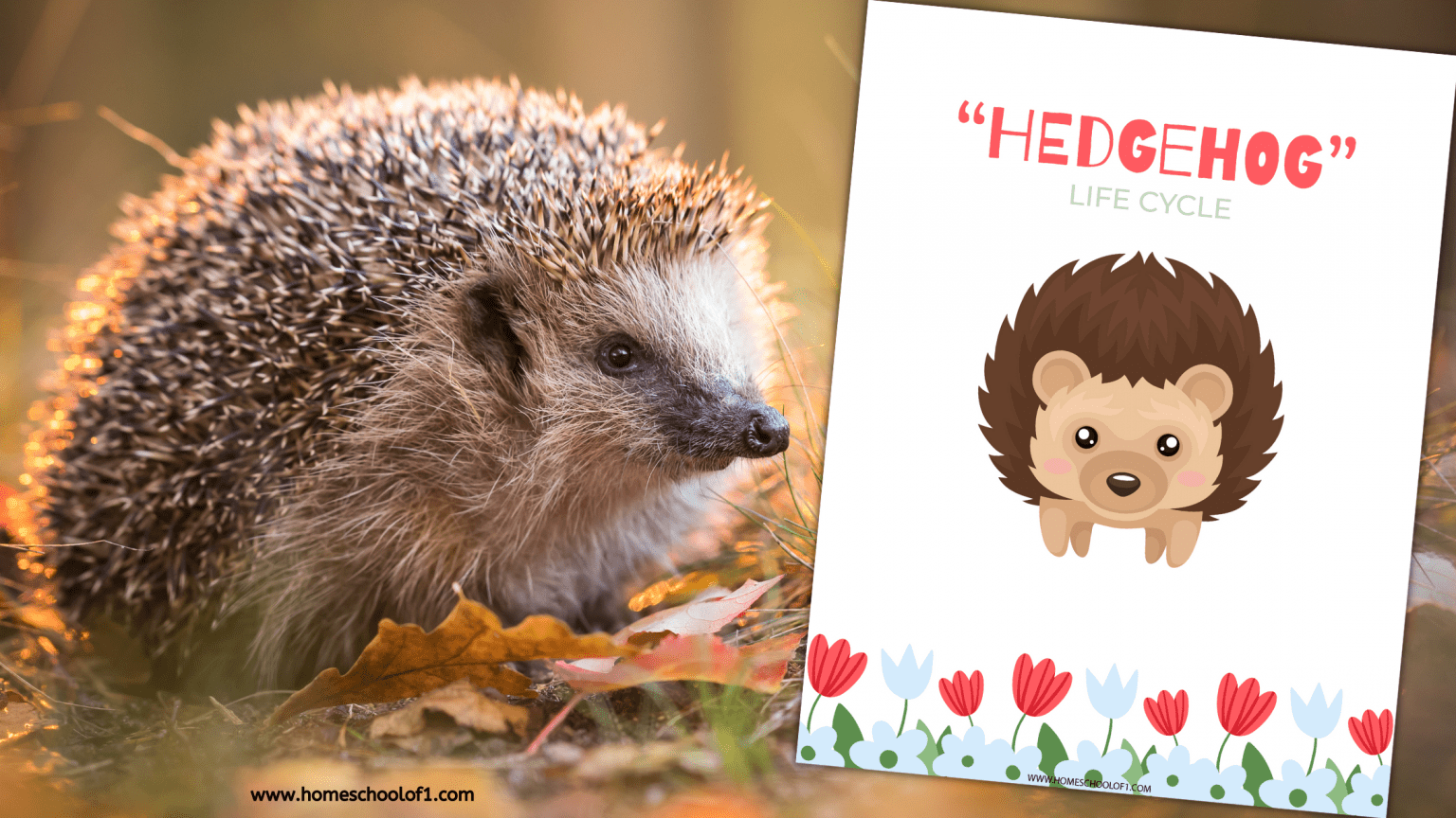 Life Cycle of a Hedgehog Worksheets (8 free pages) - Homeschool of 1