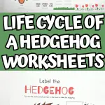 Free Life Cycle of a Hedgehog Worksheet for Kids