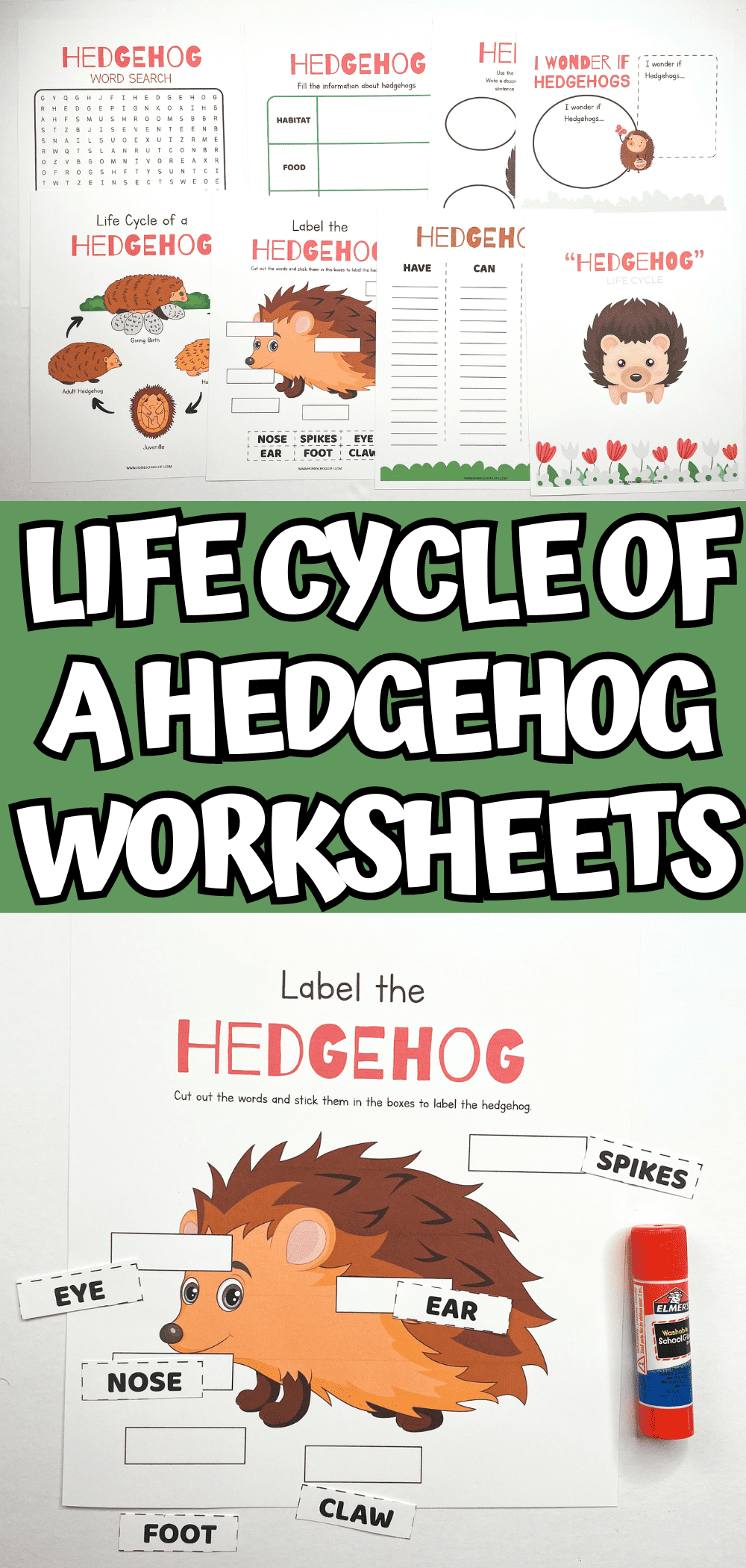 Free Life Cycle of a Hedgehog Worksheet for Kids