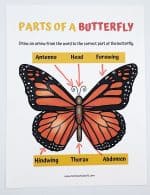 Free Life Cycle of a Butterfly Worksheet