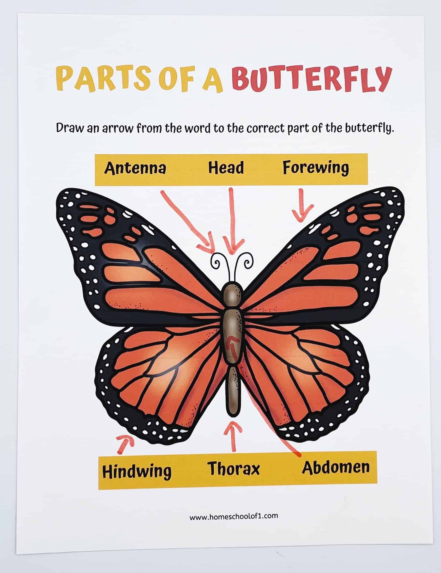 Free Life Cycle of a Butterfly Worksheet
