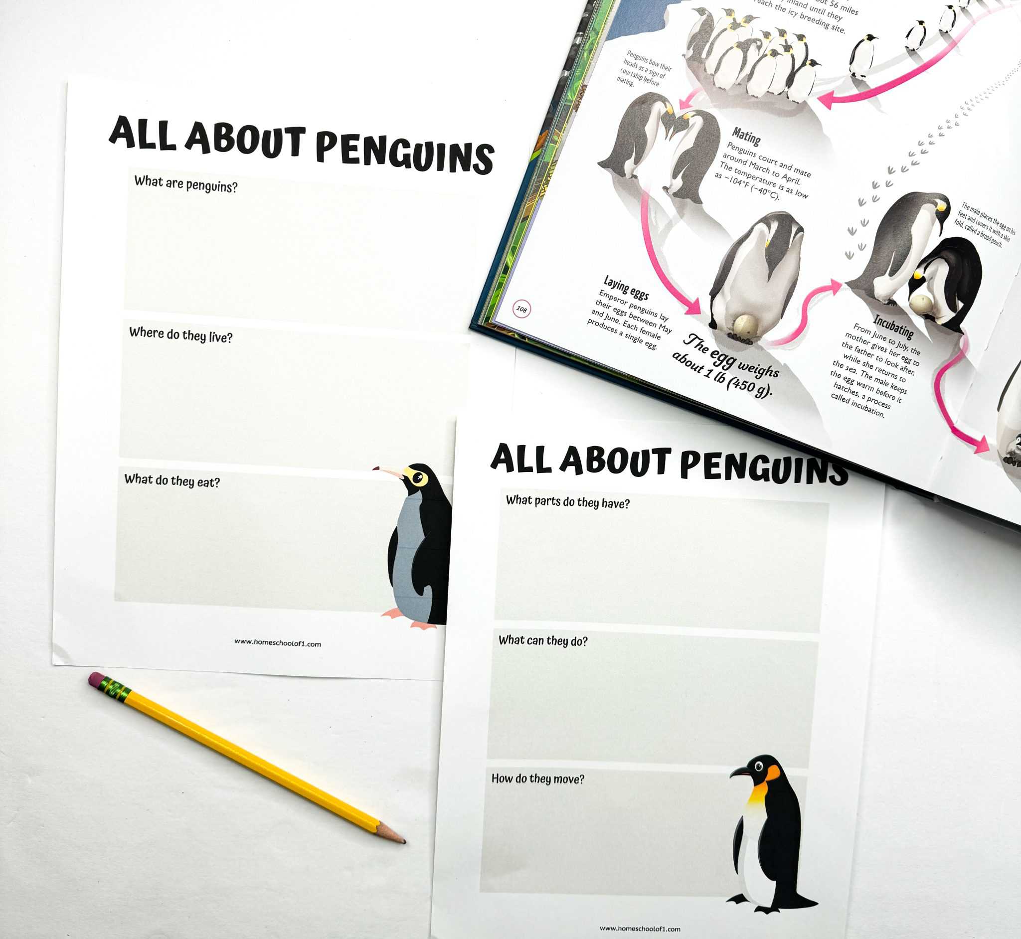 Penguin Life Cycle for Kids (Stages, Diagram & Free Worksheet)