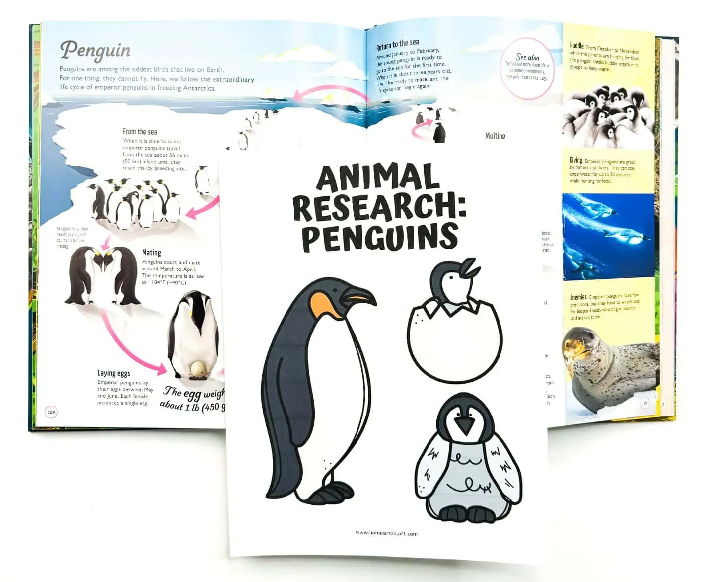 10 Free Life Cycle of a Penguin Worksheets