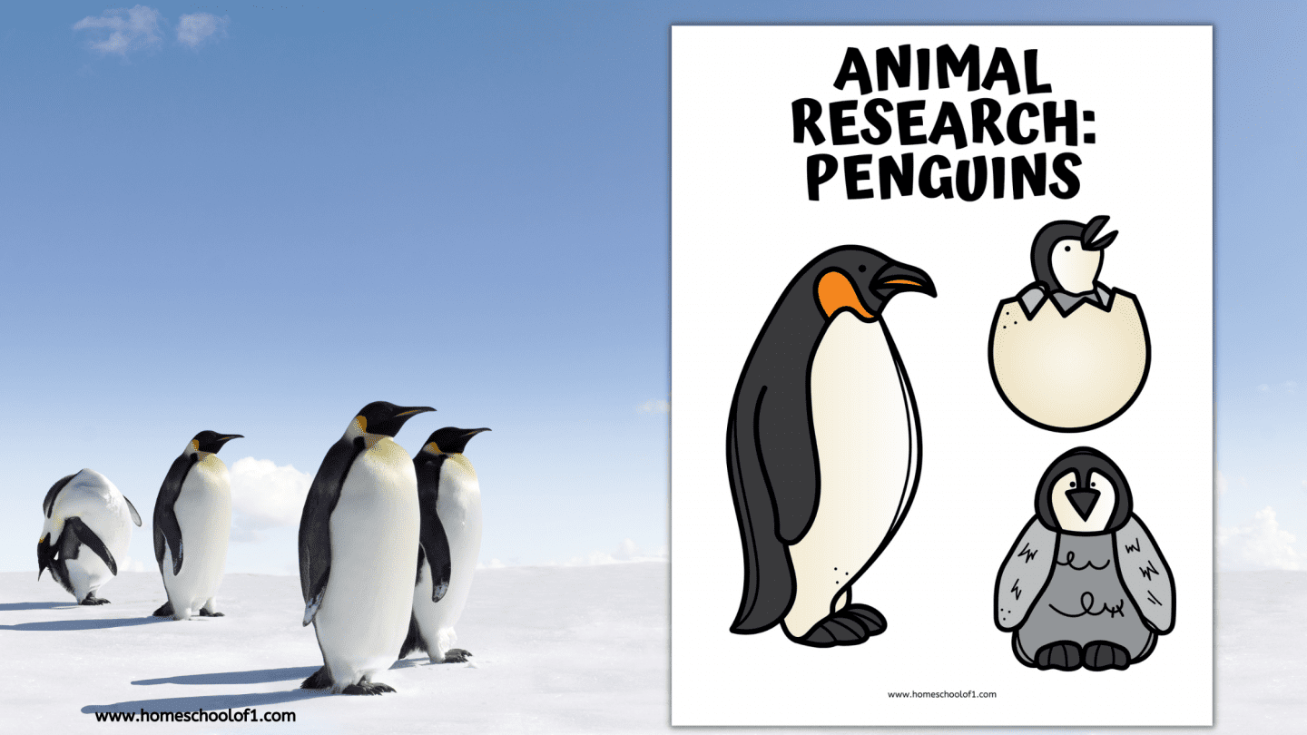 10 Free Life Cycle of a Penguin Worksheets - Homeschool of 1
