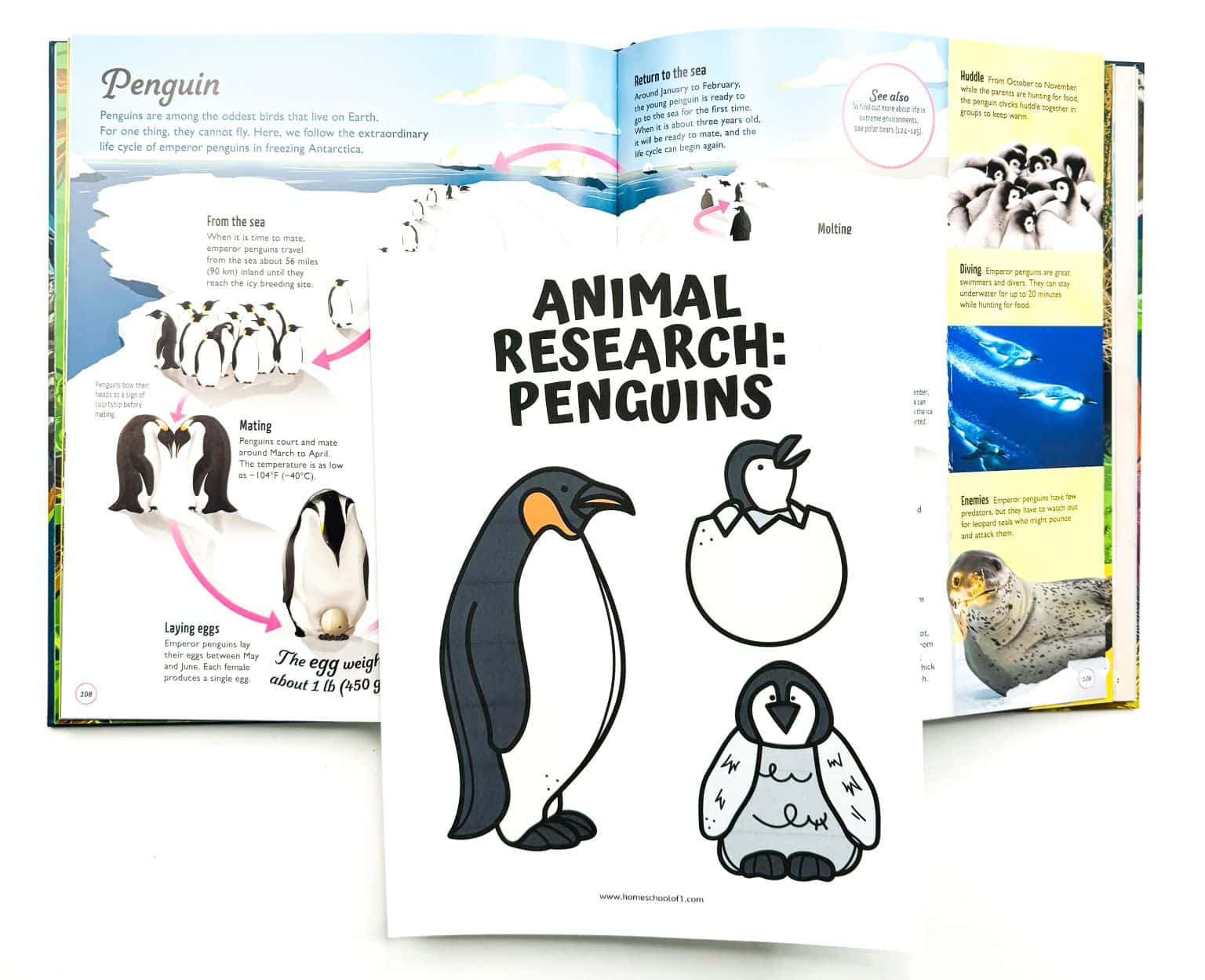 Life Cycle of a Penguin Worksheet for Kids