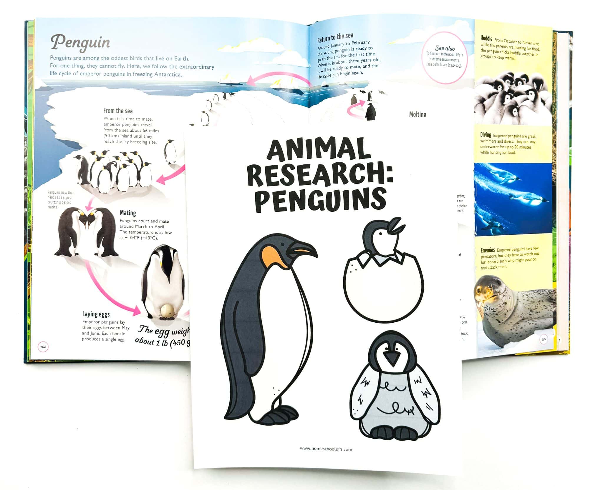 Life Cycle of a Penguin Worksheet for Kids