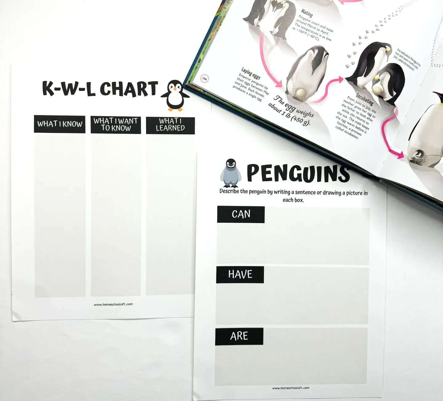 10 Free Life Cycle of a Penguin Worksheets
