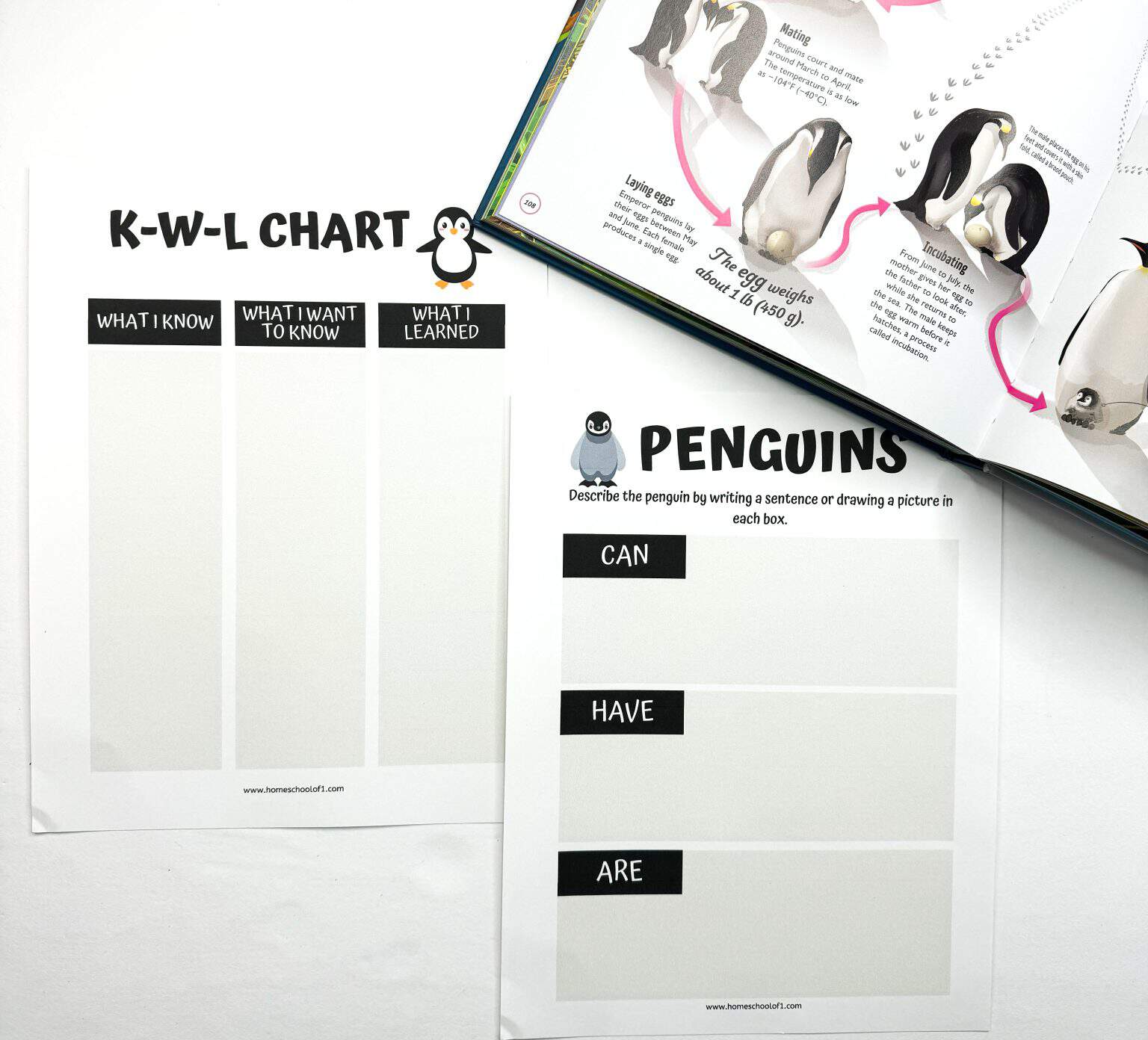 Life Cycle of a Penguin Worksheet for Kids