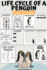 10 Free Life Cycle of a Penguin Worksheets - Homeschool of 1