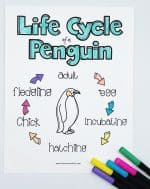 Life Cycle of a Penguin Worksheet for Kids