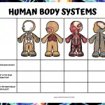 Free Printable Human Body Systems Worksheets For Kids