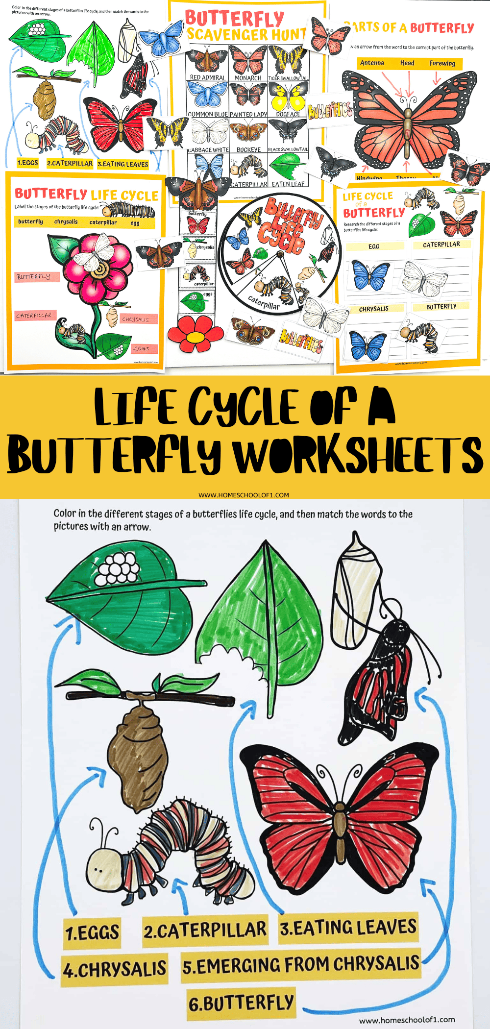 Free Life Cycle of a Butterfly Worksheet