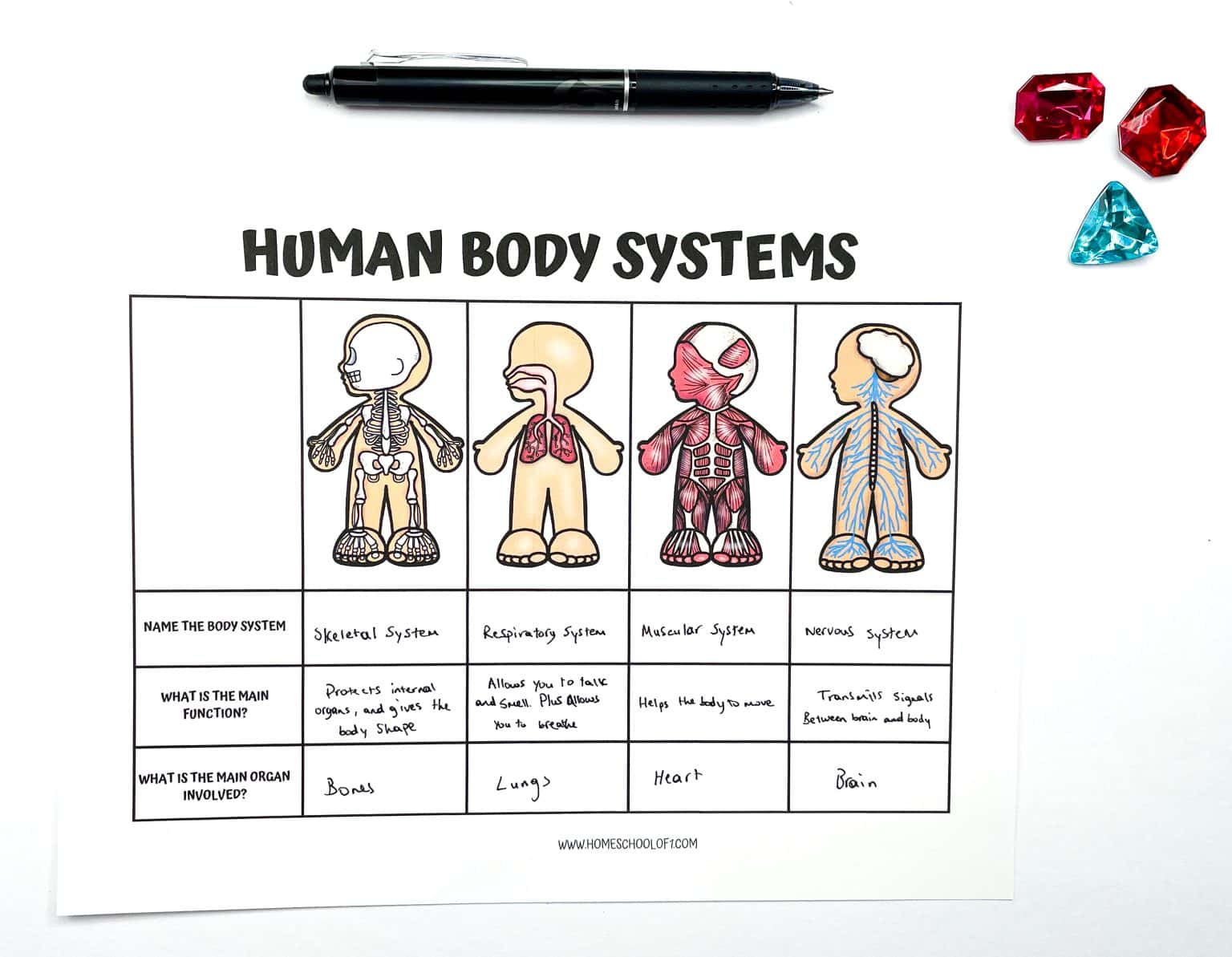 Free Printable Human Body Systems Worksheets For Kids