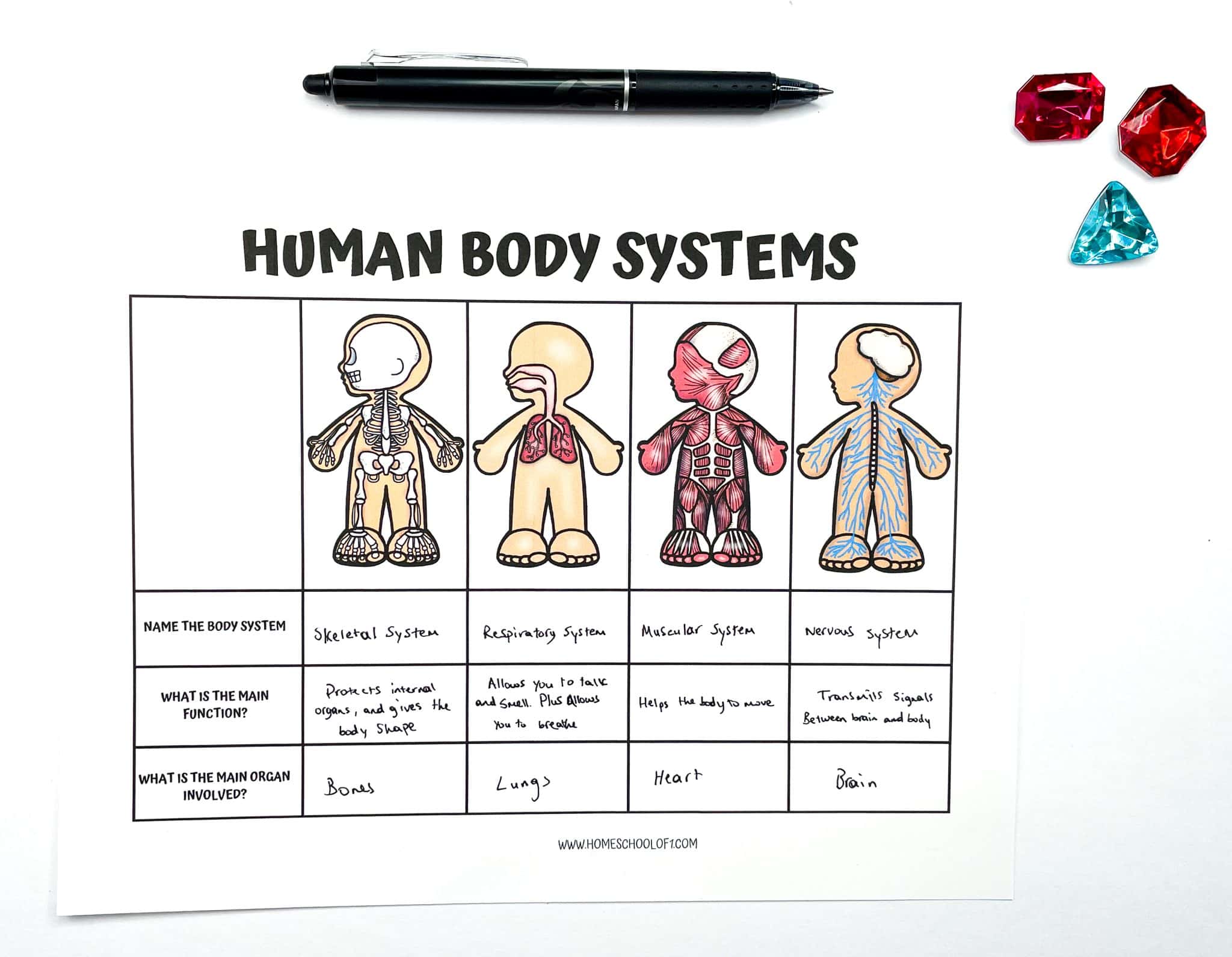 Free Printable Human Body Systems Worksheets For Kids