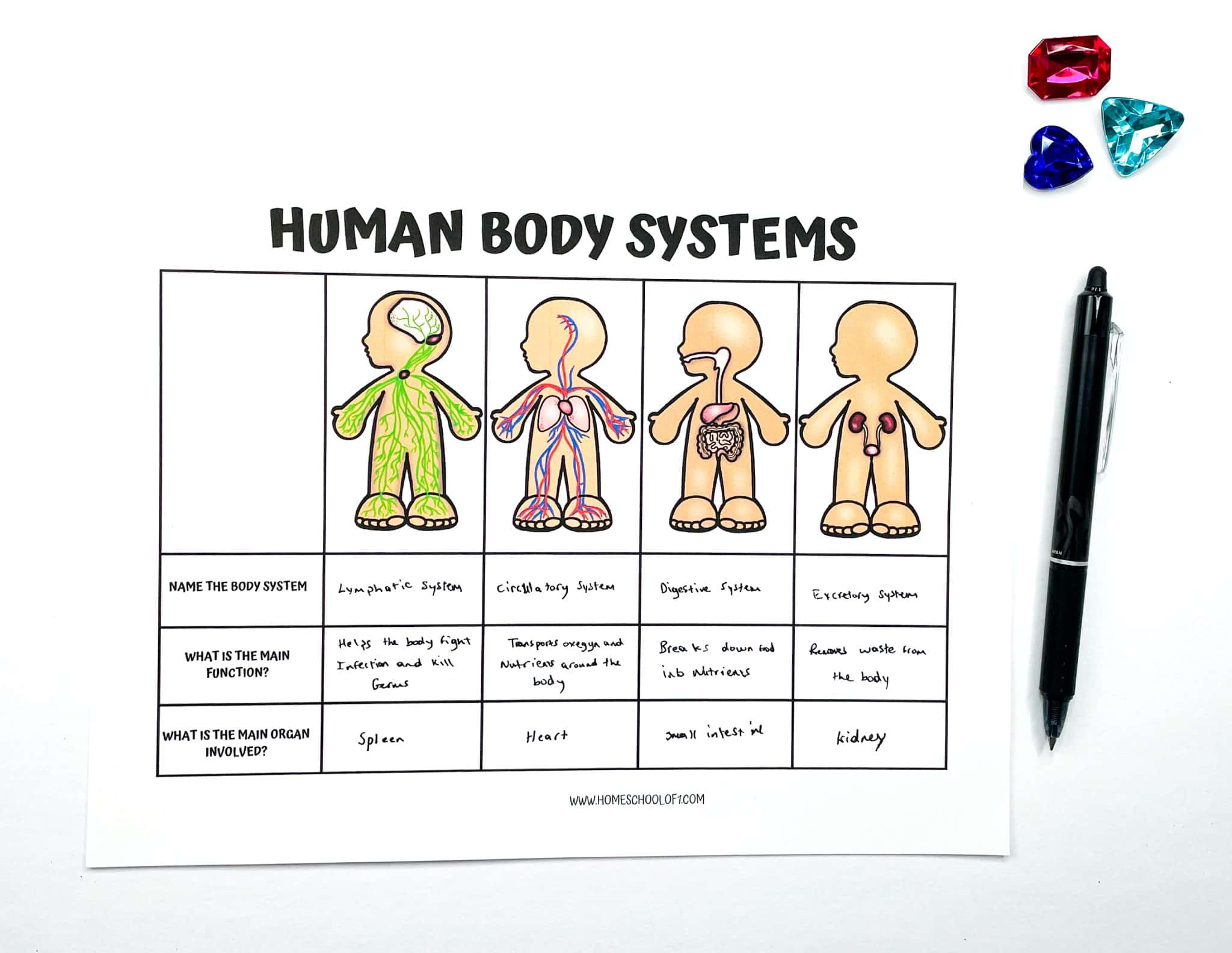 Free Printable Human Body Systems Worksheets For Kids
