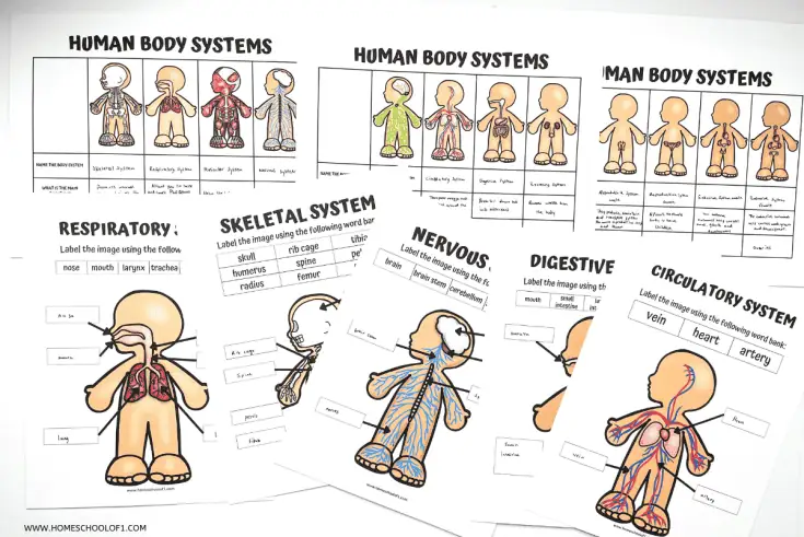 Human Anatomy Worksheets for Kids
