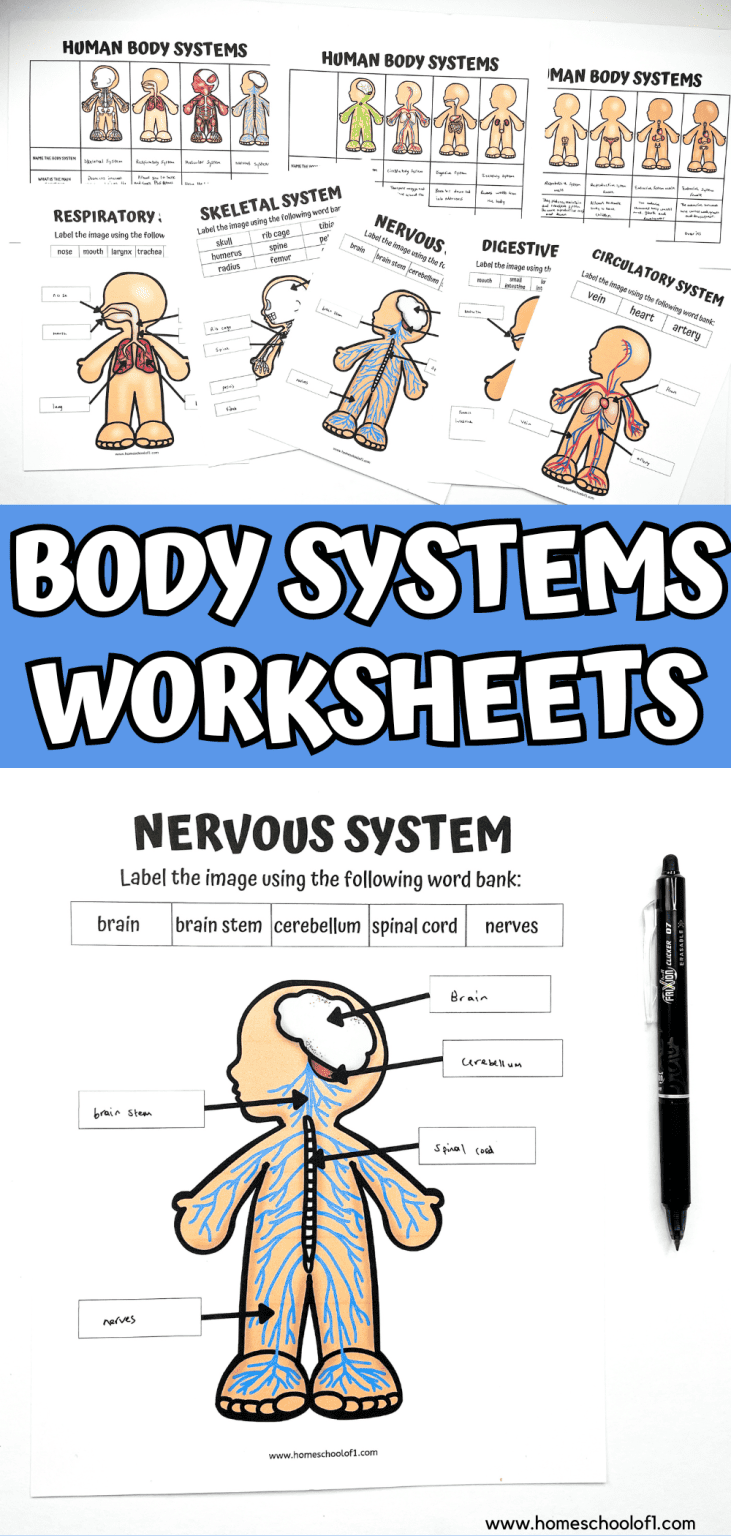 Free Printable Human Body Systems Worksheets For Kids