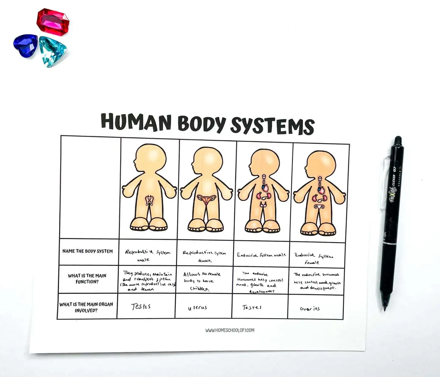 Human Body Systems Diagram Worksheets Body Systems Vocabulary