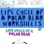 Free Polar Bear Life Cycle Worksheets